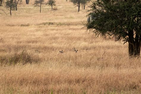 Baudot Code Bilder Durchsuchen 10 Archivfotos Vektorgrafiken Und Videos Adobe Stock
