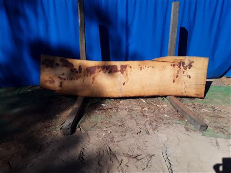 Buy Online Yellow Stringybark