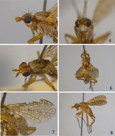 Male Holotype Detail Of Wing Fig 8 Female Paratype Lateral View