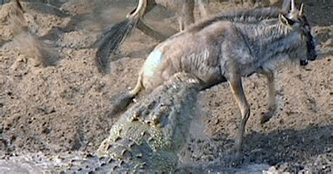 How Do Crocodiles Kill Cbs News