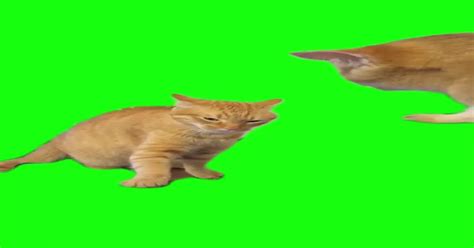 2 Angry Cats Green Screen Meme Download
