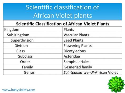 History Of African Violet Plants