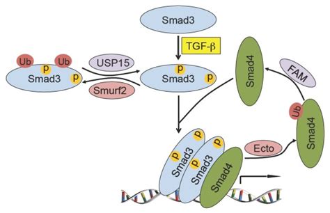 A model for mono ubiquitination in TGF β signaling Upon TGF β Download Scientific Diagram