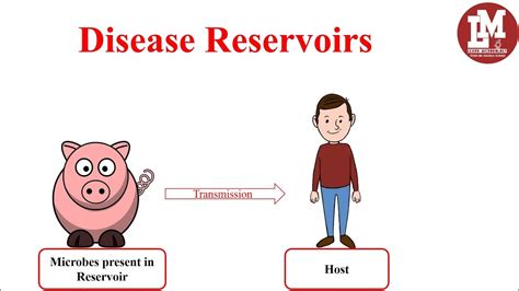 Reservoir Definition Medical Examples At Laura Timbery Blog