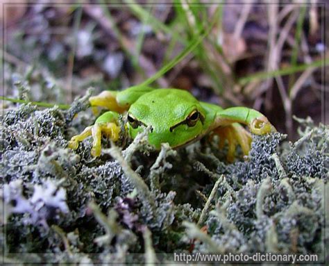 Toad Photopicture Definition At Photo Dictionary Toad Word And
