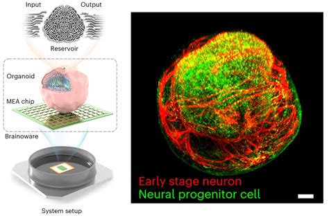 cyborg computer with living brain organoid aces machine learning tests
