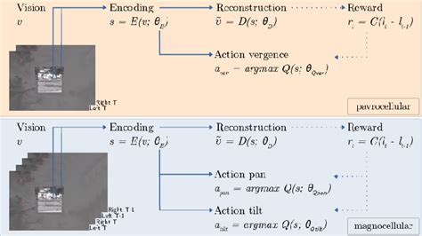 Figure 1 From Self Calibrating Active Binocular Vision Via Active Efficient Coding With Deep