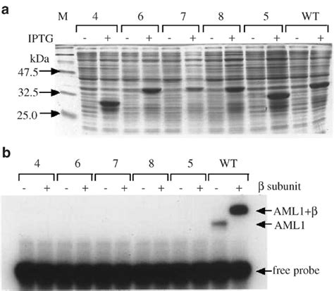 Mutational Alterations In The Dna Binding Activities Of The Runt Download Scientific Diagram