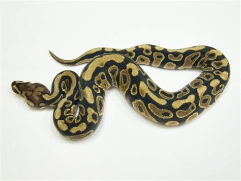 Spotnose Triple Het Clown Genetic Stripe Desert Ghost Ball Python By