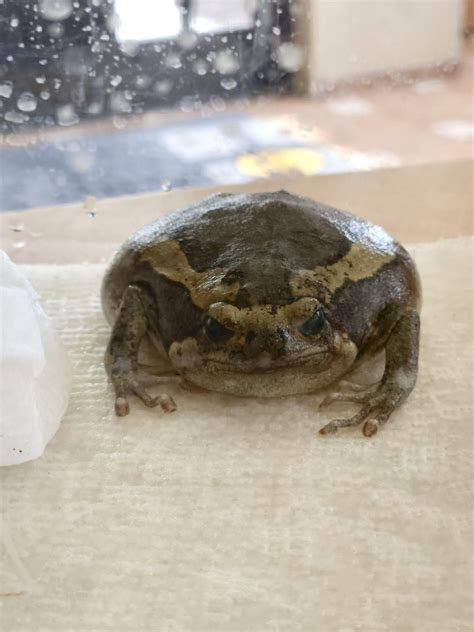 Mr Grumpy Grandpa Had To Go To The Vet And He Didnt Like It R Frogs