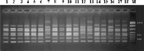 Displays The Results Of Rapd Analysis By The Primer Opa 01 Loading Download Scientific Diagram