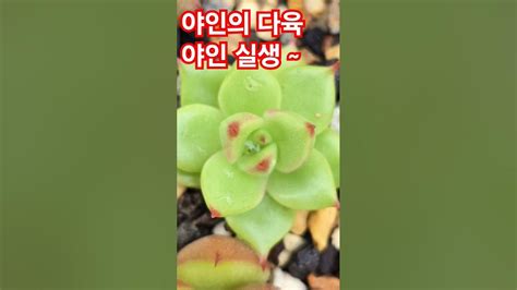 귀욤귀욤 행복 가득한 밤 되세요~이찬원 파종이 실생 다육 다유기 다육이 다육식물 반려식물 다육판매 다육이판매 다육이키우기 다육인스타그램 매혹이 청주