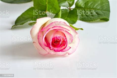 흰색 배경에 고립 된 빨간색과 분홍색 가장자리가 있는 흰색 장미 1 개 가시에 대한 스톡 사진 및 기타 이미지 가시 공휴일 기혼 Istock