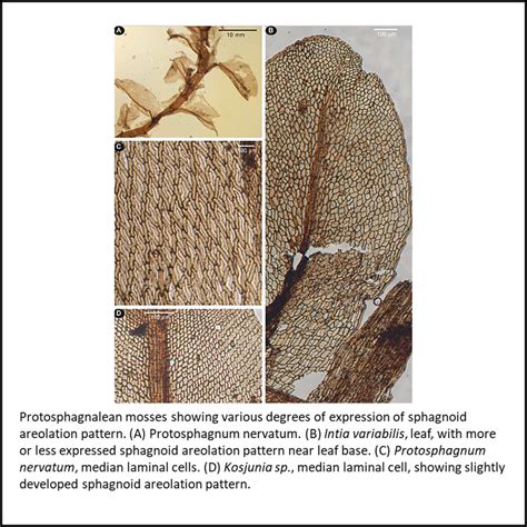 Evolution Of Bryophytes