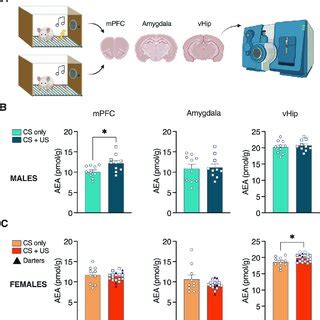 Fear Conditioning Induces Sex And Location Specific Increases In AEA A Download Scientific