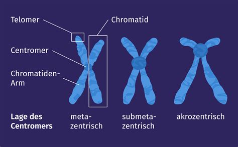 Aufbau Chromosom Definition And Zusammenfassung Easy Schule