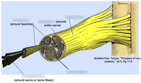 Diagram Of Peripheral Nerve Anatom Quizlet