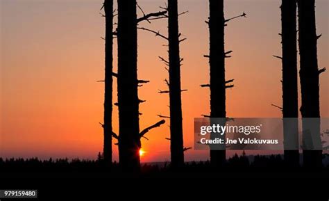 Misty May Dawn Photos And Premium High Res Pictures Getty Images