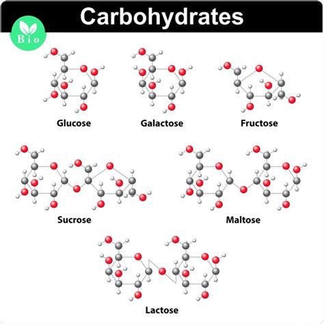 Carbohydrate Structure
