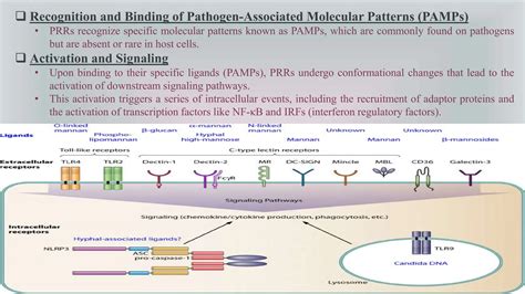 Pathogen Recognition Receptors Prrs And Pathogen Associated Molecular