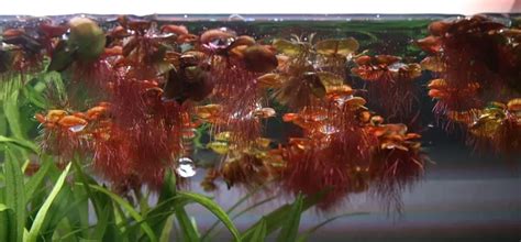 Phyllanthus fluitans in acquario | Acquariofilia Consapevole