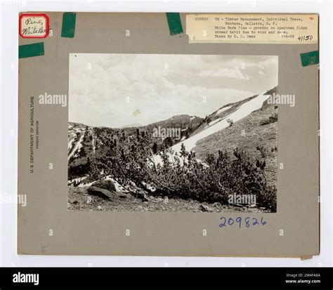 Tree Identification Pine Whitebark Photographs Relating To National Forests Resource