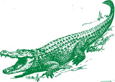 Free Cartoon Alligator Vector Art Download 7686 Cartoon Alligator