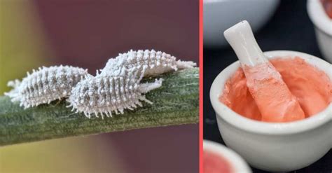 Carmine Red Heres How A Dye Made From Bugs Gets Into Your Food