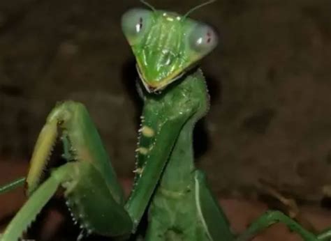 El Extraño Comportamiento Sexual De Las Mantis Weekend