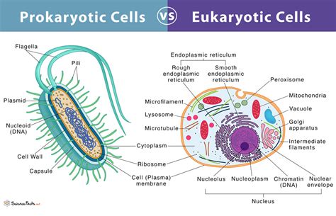 Amoeba Sisters Prokaryotes And Eukaryotes Worksheet