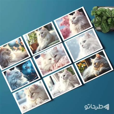 دانلود مجموعه 9 عکس با کیفیت گربه سفید پشمالو سری 1 طرحاتو