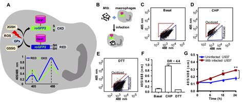 Mycobacterium Tuberculosis Mtb Induces Oxidative Shift In E Gsh 1307