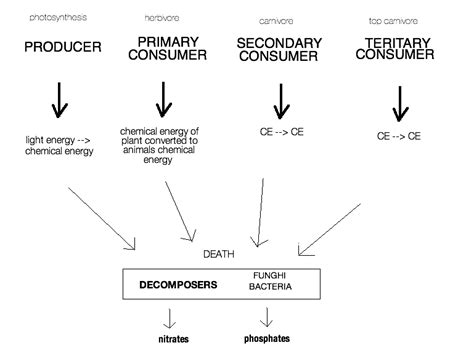 Amaris S Biology Trophic Levels