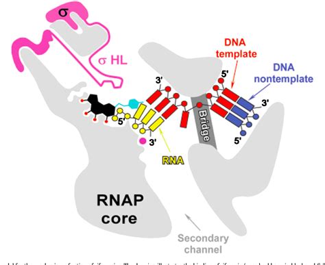 Figure 1 From Rifamycins Obstacles And Opportunities Semantic Scholar