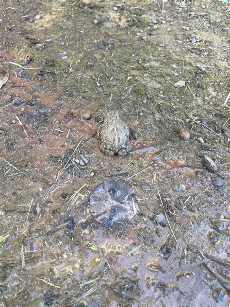 Just Found An Absurdly Fat Toad R Frogs