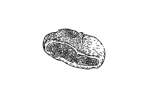 Natural Fig Sketch Hand Drawn Vector Graphic By Pikepicture Creative Fabrica