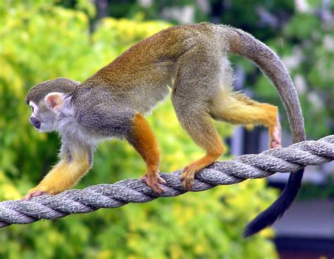 File Common Squirrel Monkey Arp Wikimedia Commons