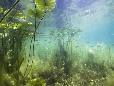 How Deep Should A Pond Be