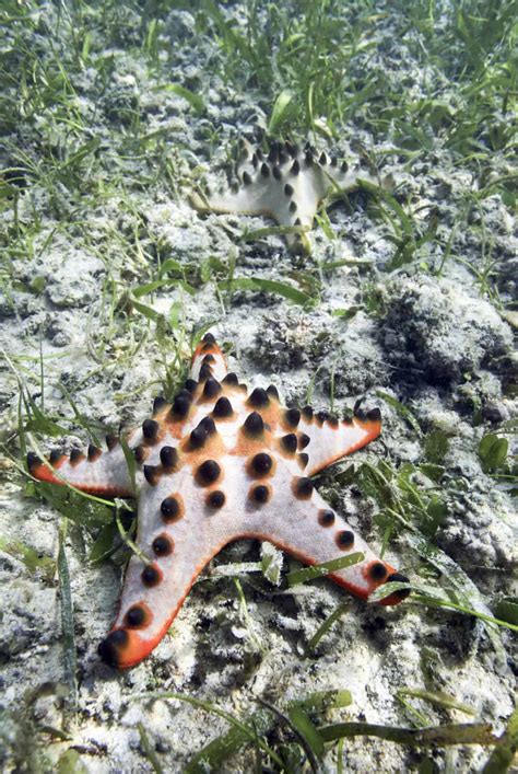Chocolate Chip Starfish Care Guide For The Spotted Species