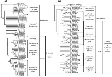 Bayesian Mrbayes Majority Rule Consensus Trees Obtained From The