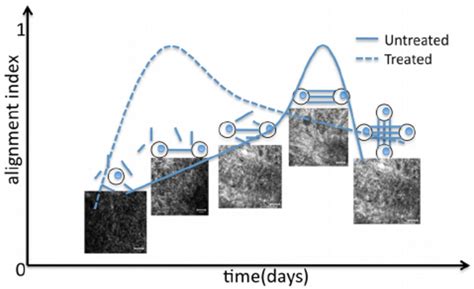 This Schematic Describes A Conceptual Model For Msc Mediated Collagen Download Scientific