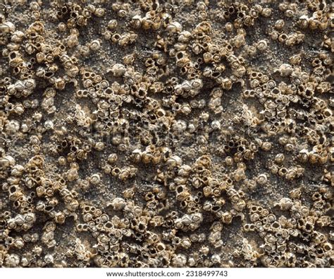 77 Imágenes De Seamless Barnacle Texture Imágenes Fotos Y Vectores De Stock Shutterstock