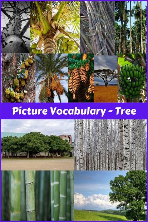Picture Vocabulary Tree Vocabulary Pictures Picture Dictionary Vocabulary