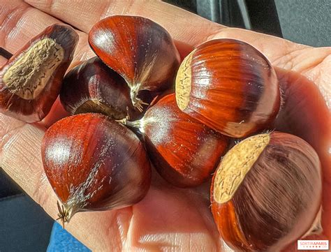 Fruits Dautomne Marron Ou Châtaigne Comment Reconnaître Les Fruits