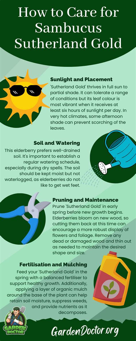 Sambucus Sutherland Gold Problems And Treatment Garden Doctor