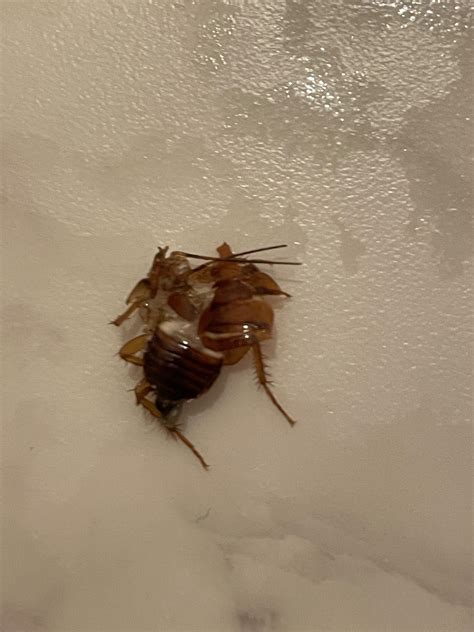 Is This An Oriental Or American Cockroah Rwhatisthisbug