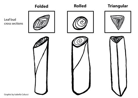 How To Identify Grass Like Plants