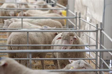 Shallow Depth Of Field Selective Focus Image With Breeds Of Sheep At A