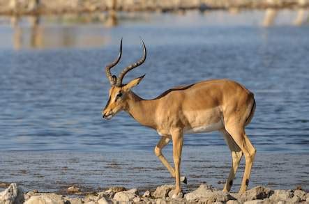 Impala Antelope South African Mammal Guide