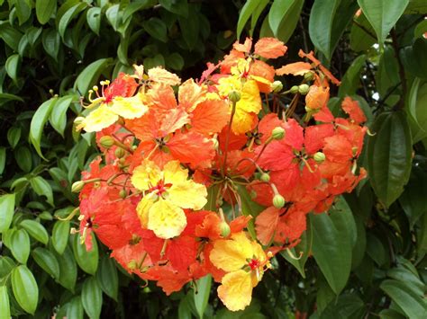 Laman Kambatik Plants list (3rd ed.): Bauhinia kockiana
